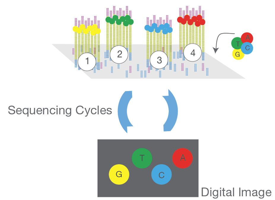 Next-Generation Sequencing